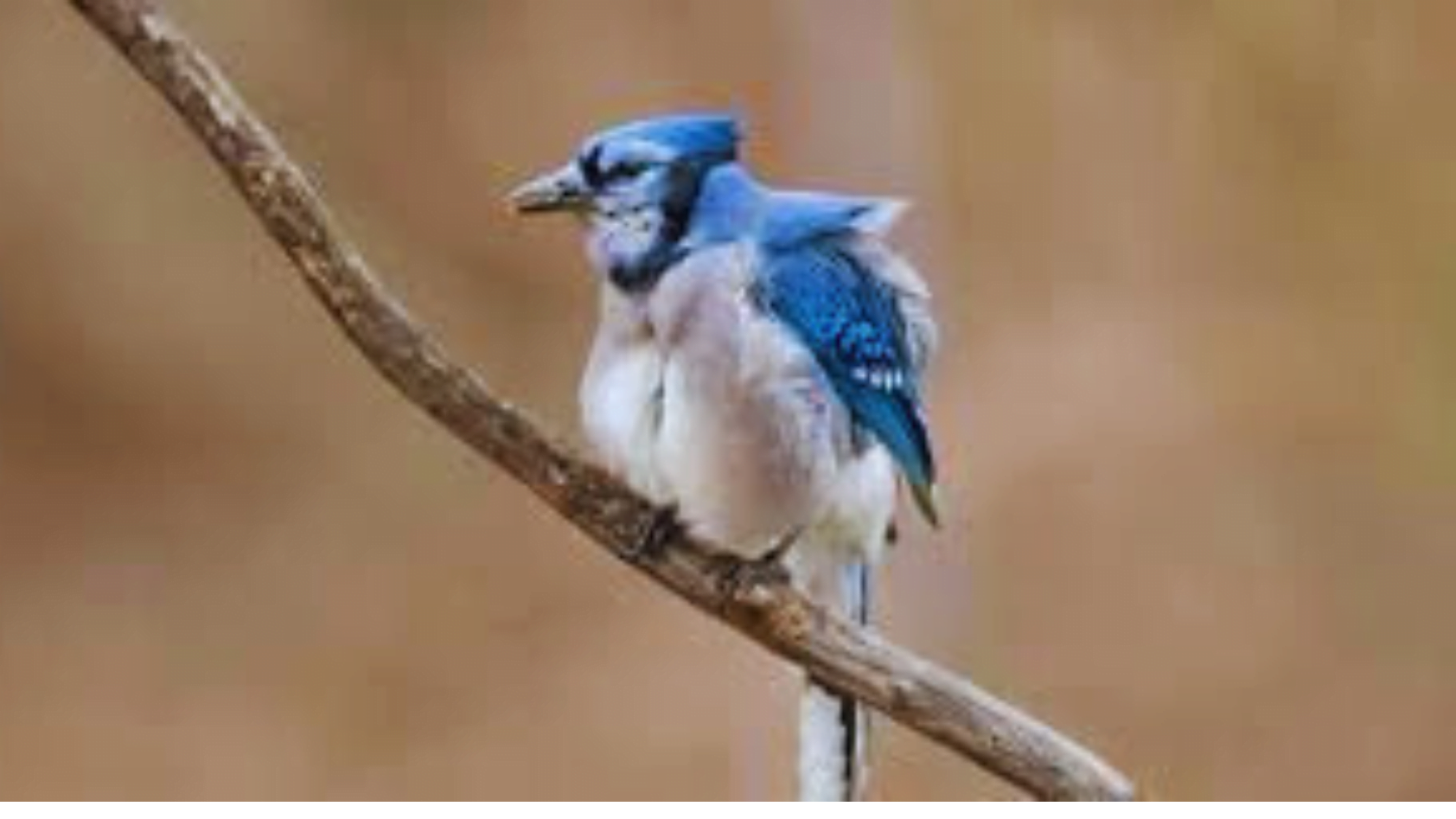 Puffed Up Bird: 5 Surprising Reasons Why Your Bird is Puffed Up ...