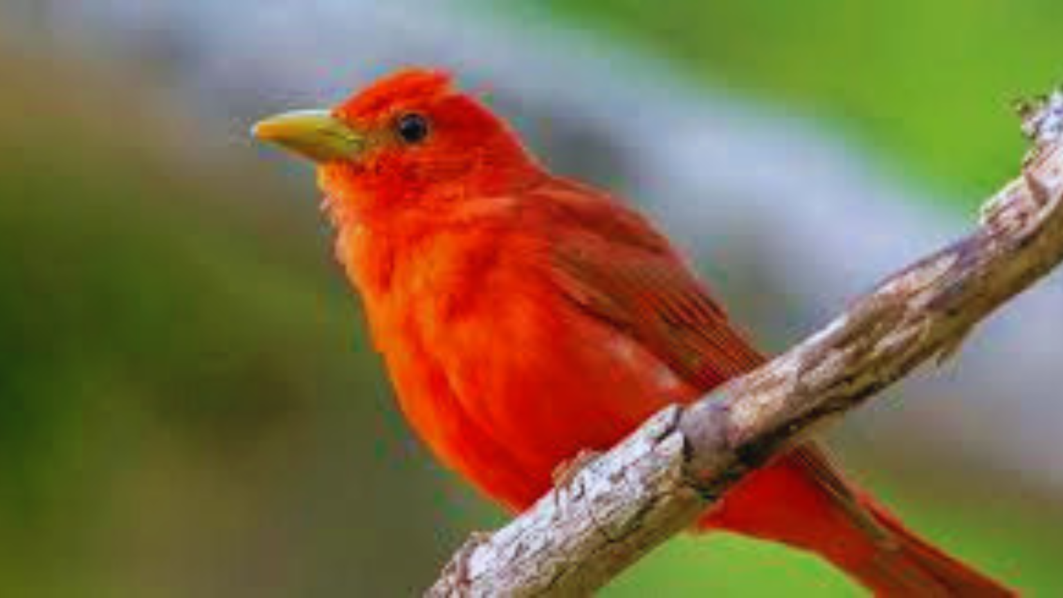 Spotting Red Birds in Alabama: A Colorful Guide for Bird Lovers