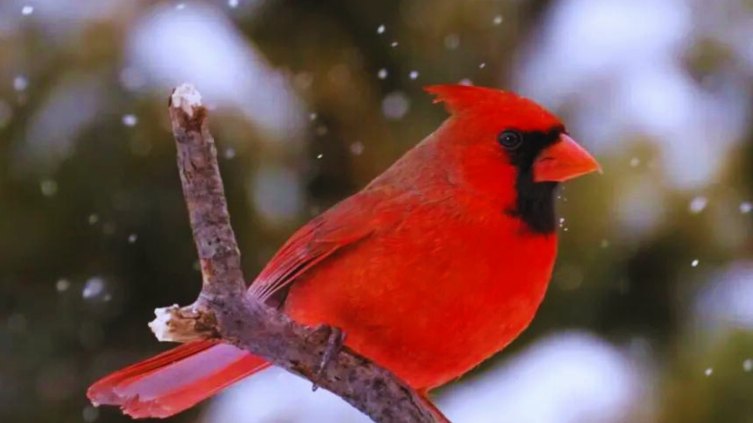 Spotting Red Birds in Alabama: A Colorful Guide for Bird Lovers