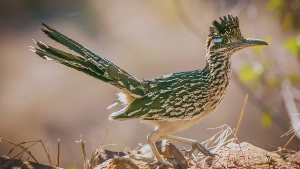 10 Stunning Birds Of Oahu You Must See! - Chirper Birds