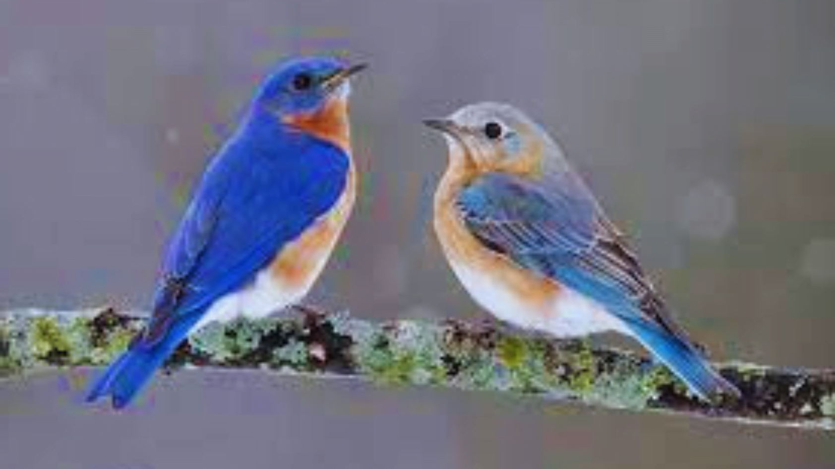 10 Melodic Wonders: Exploring the Enchanting "Song Of The Bluebird ...