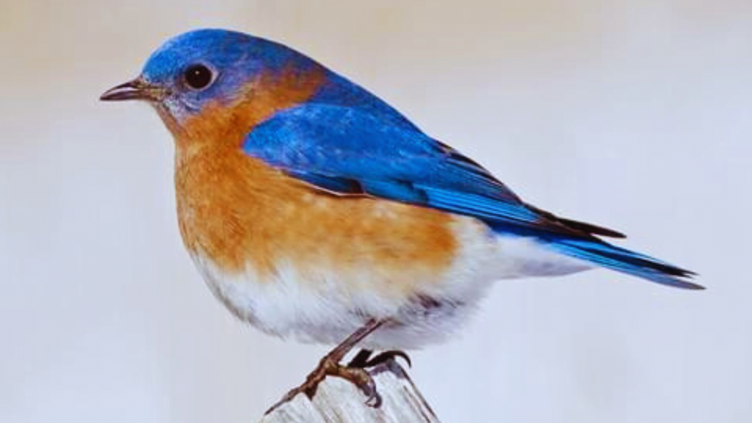 10 Melodic Wonders: Exploring the Enchanting "Song Of The Bluebird ...