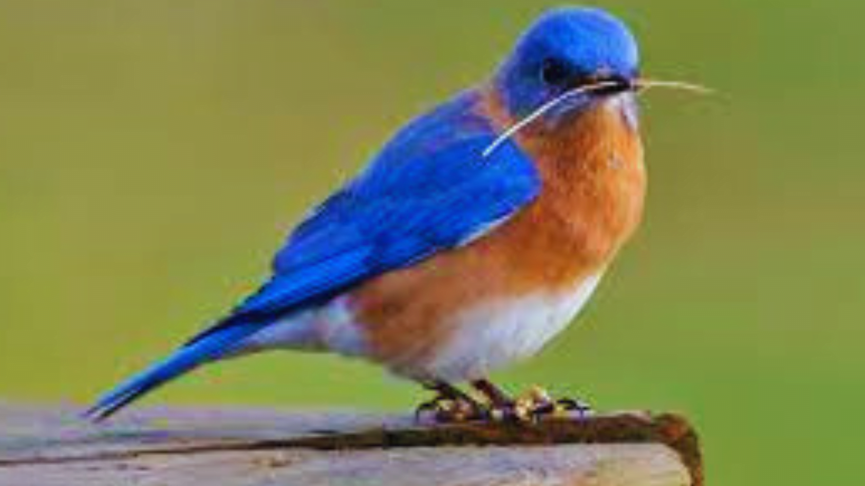 10 Melodic Wonders: Exploring the Enchanting "Song Of The Bluebird"! - Chirper Birds