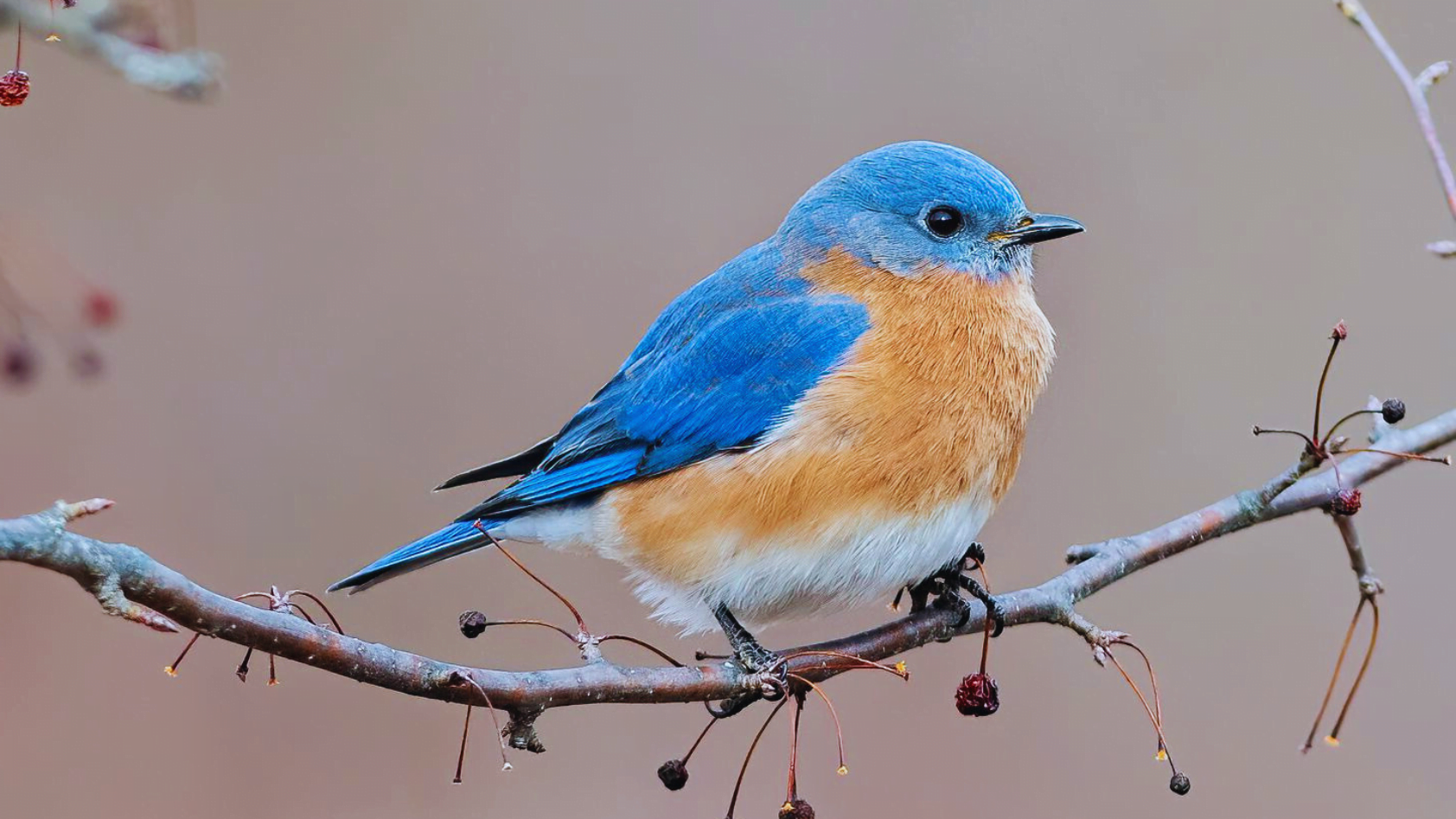 10 Melodic Wonders: Exploring the Enchanting "Song Of The Bluebird ...