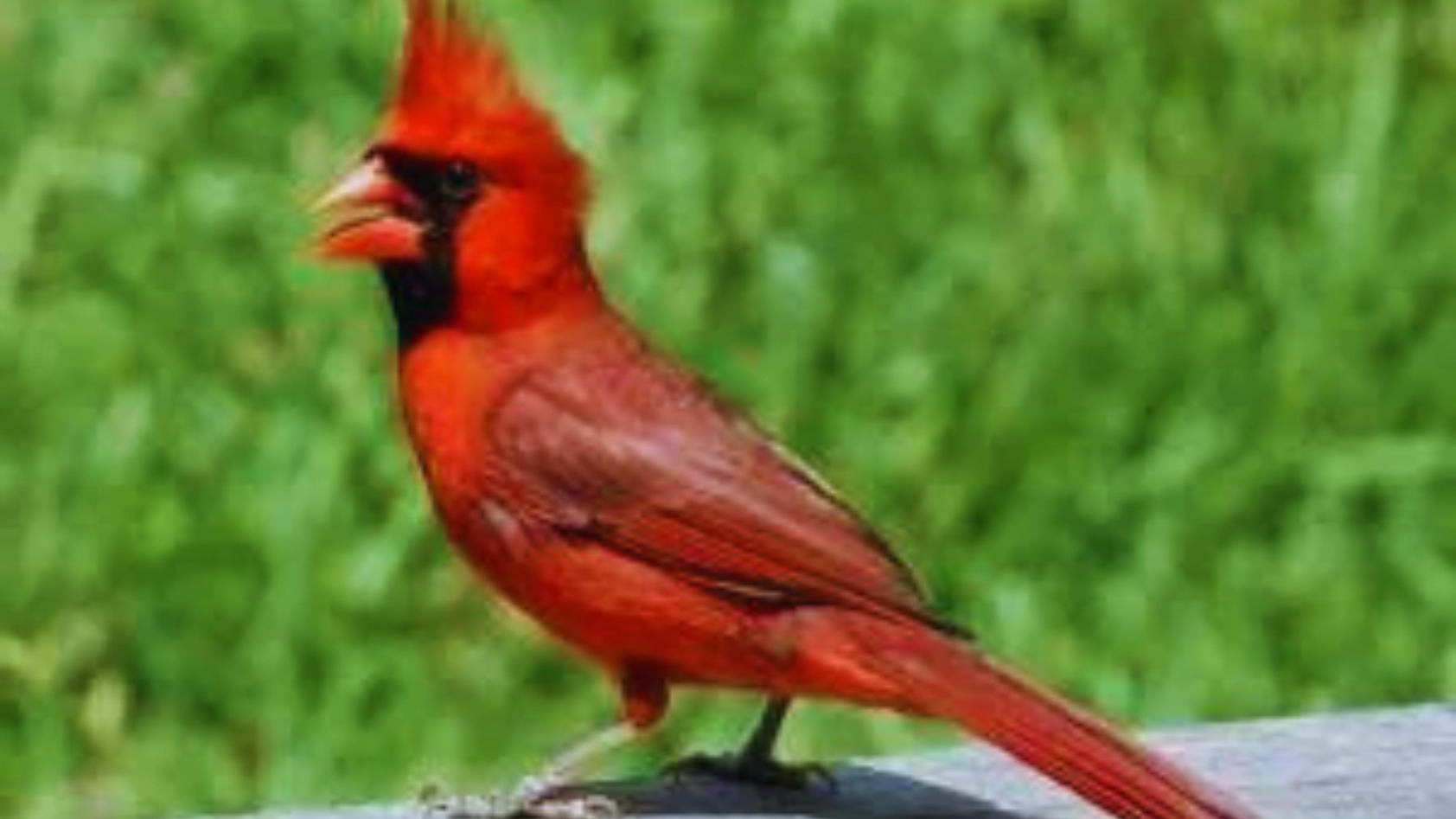 5 Fascinating Facts About the Sparrow Red Bird! - Chirper Birds