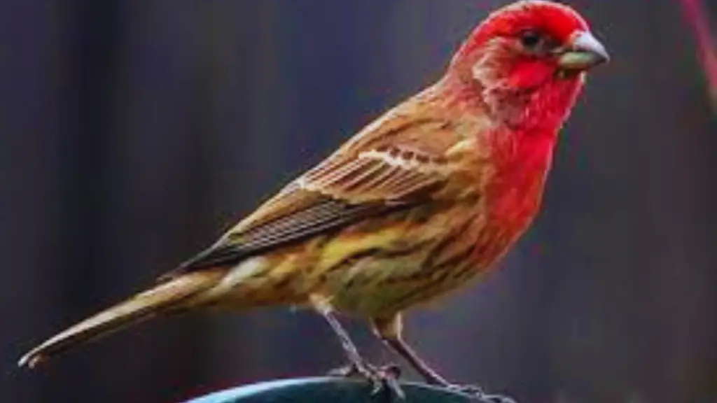 5 Fascinating Facts About the Sparrow Red Bird! - Chirper Birds