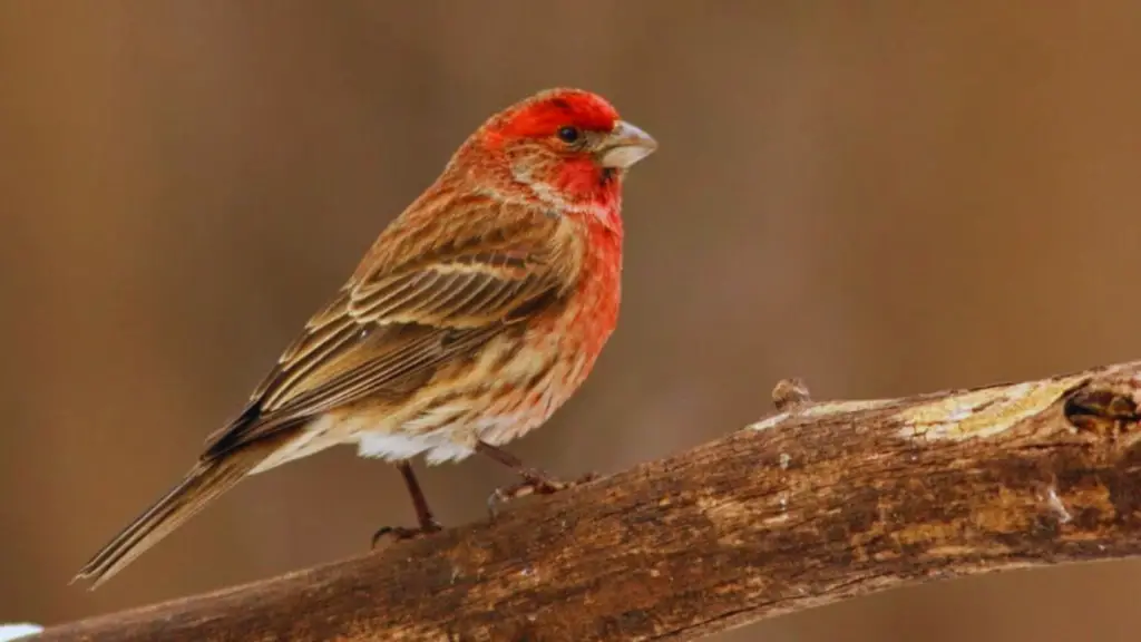 5 Astonishing Facts About the Sparrow With Red Head! - Chirper Birds