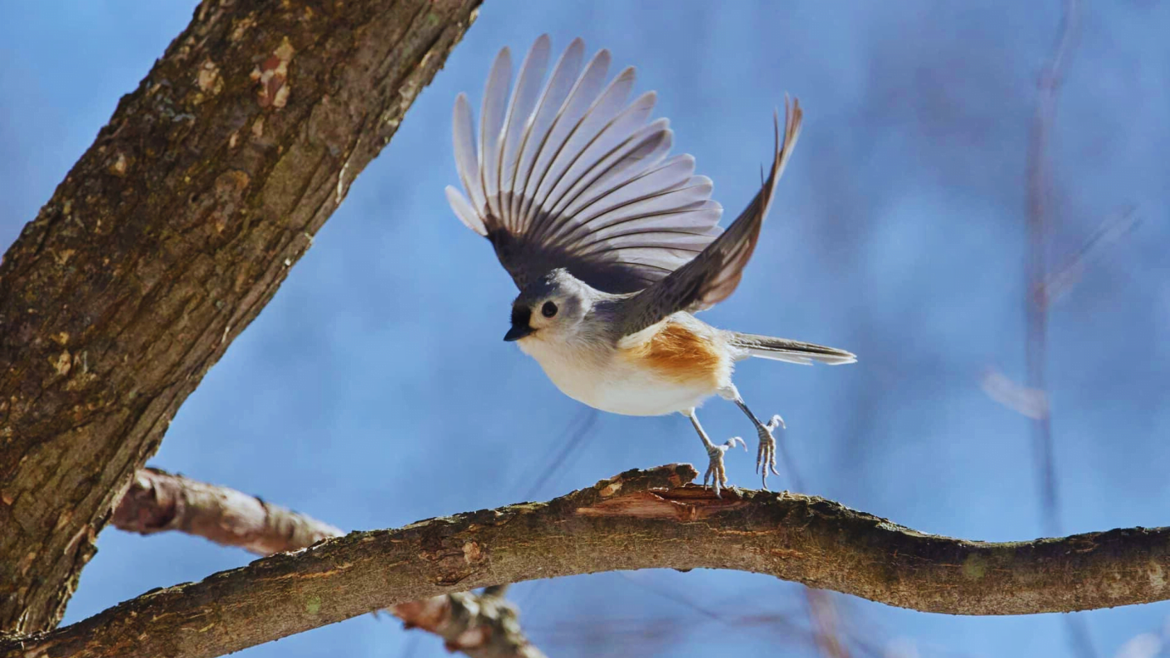 10 Astonishing Facts About Tufted Titmouse Calls! - Chirper Birds