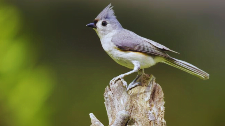 10 Astonishing Facts About Tufted Titmouse Calls! - Chirper Birds