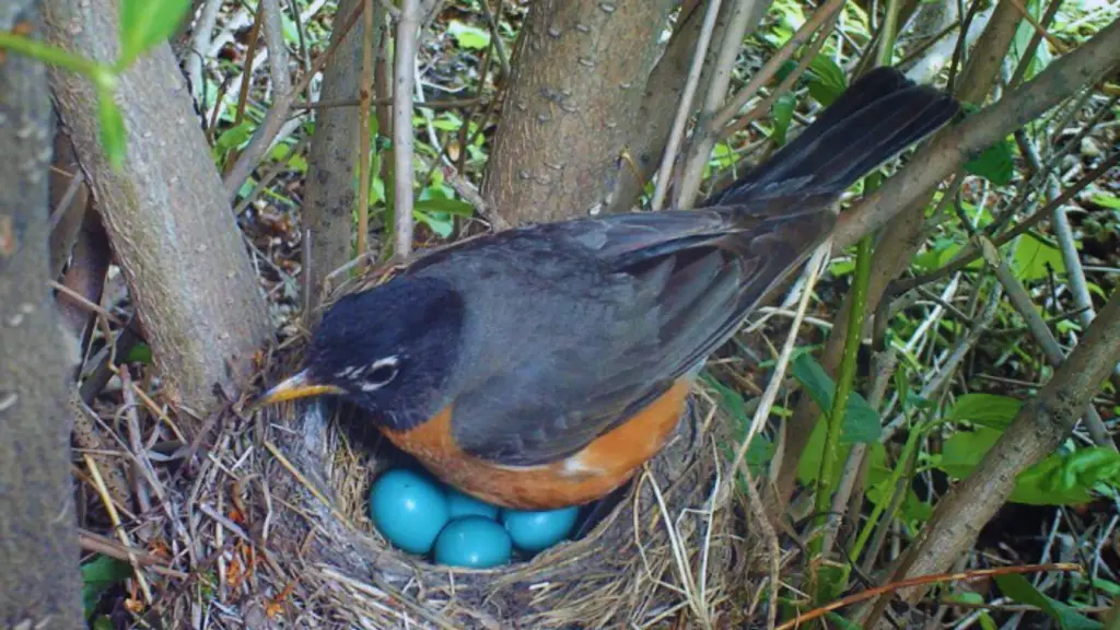 What Birds Lay Blue Egg: Discovering Nature's Blue Treasures