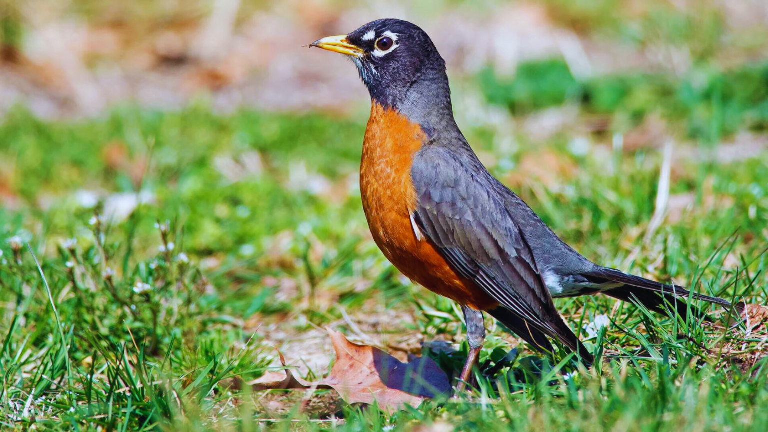 What Sound Does A Blue Jay Make? Captivating Calls Of The Colorful ...