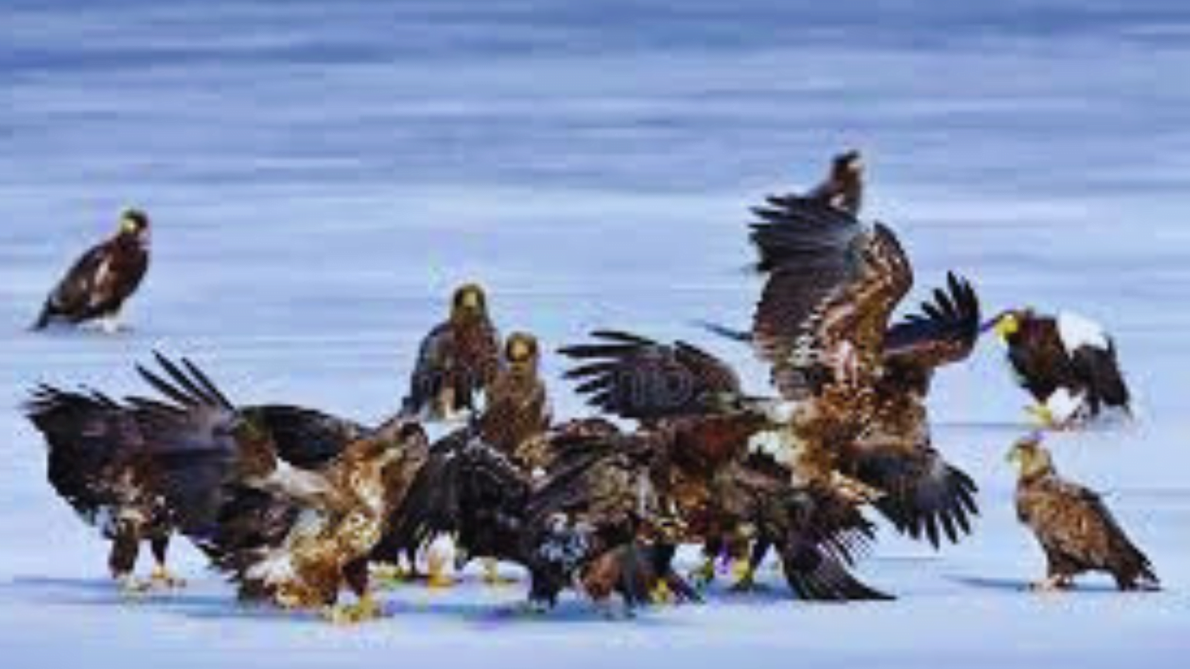 What Is A Group Of Hawks Called: Discover Their Unique Name