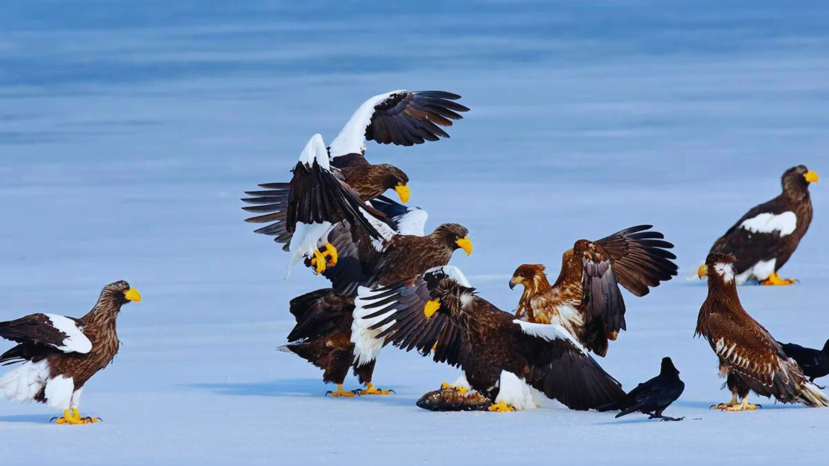 What Is A Group Of Hawks Called: Discover Their Unique Name