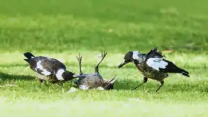 What Is a Group of Magpies Called? 7 Fascinating Names! - Chirper Birds