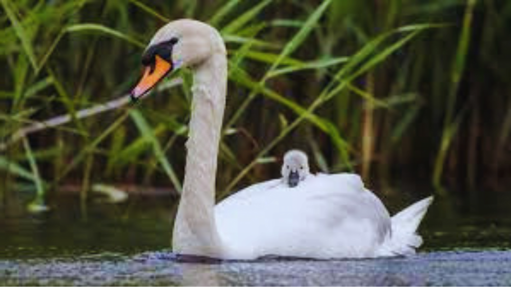 7 Fascinating Facts About What are a Group of Swans Called! - Chirper Birds