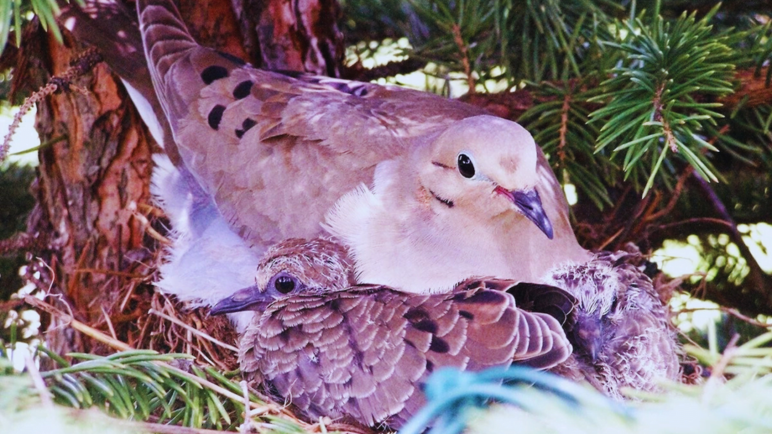 Where Do Mourning Doves Sleep? A Complete Guide - Chirper Birds