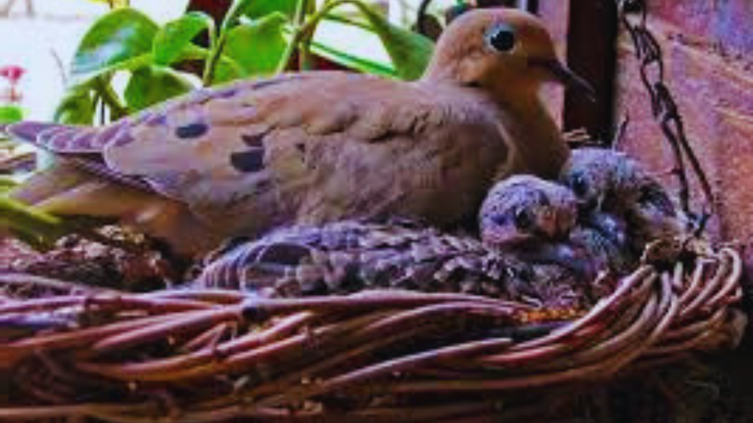 Where Do Mourning Doves Sleep? A Complete Guide - Chirper Birds