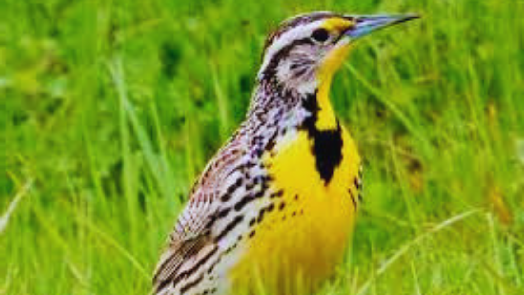 Discover the Beautiful Yellow Birds in Texas: A Colorful Guide