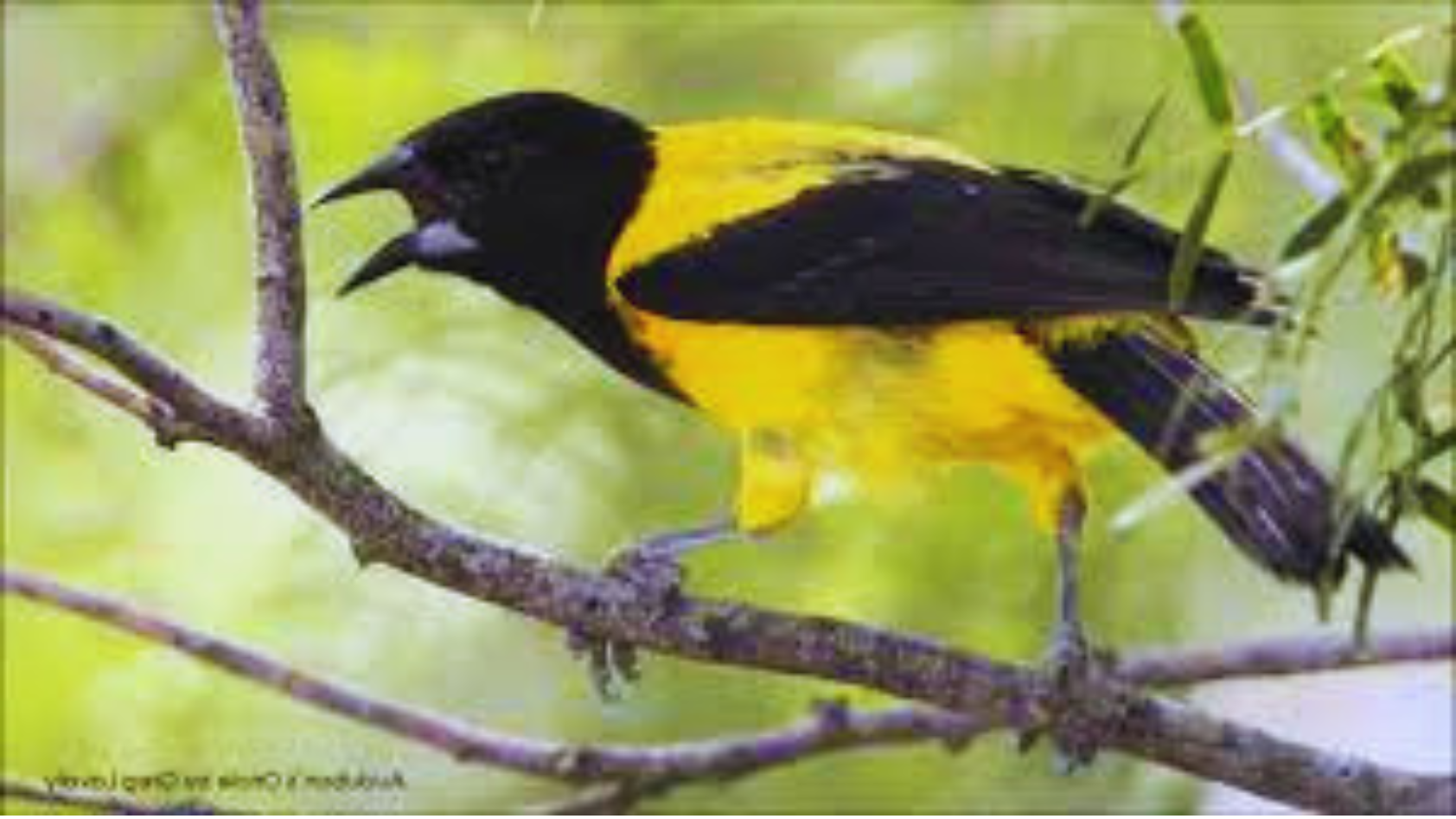 Discover the Beautiful Yellow Birds in Texas: A Colorful Guide