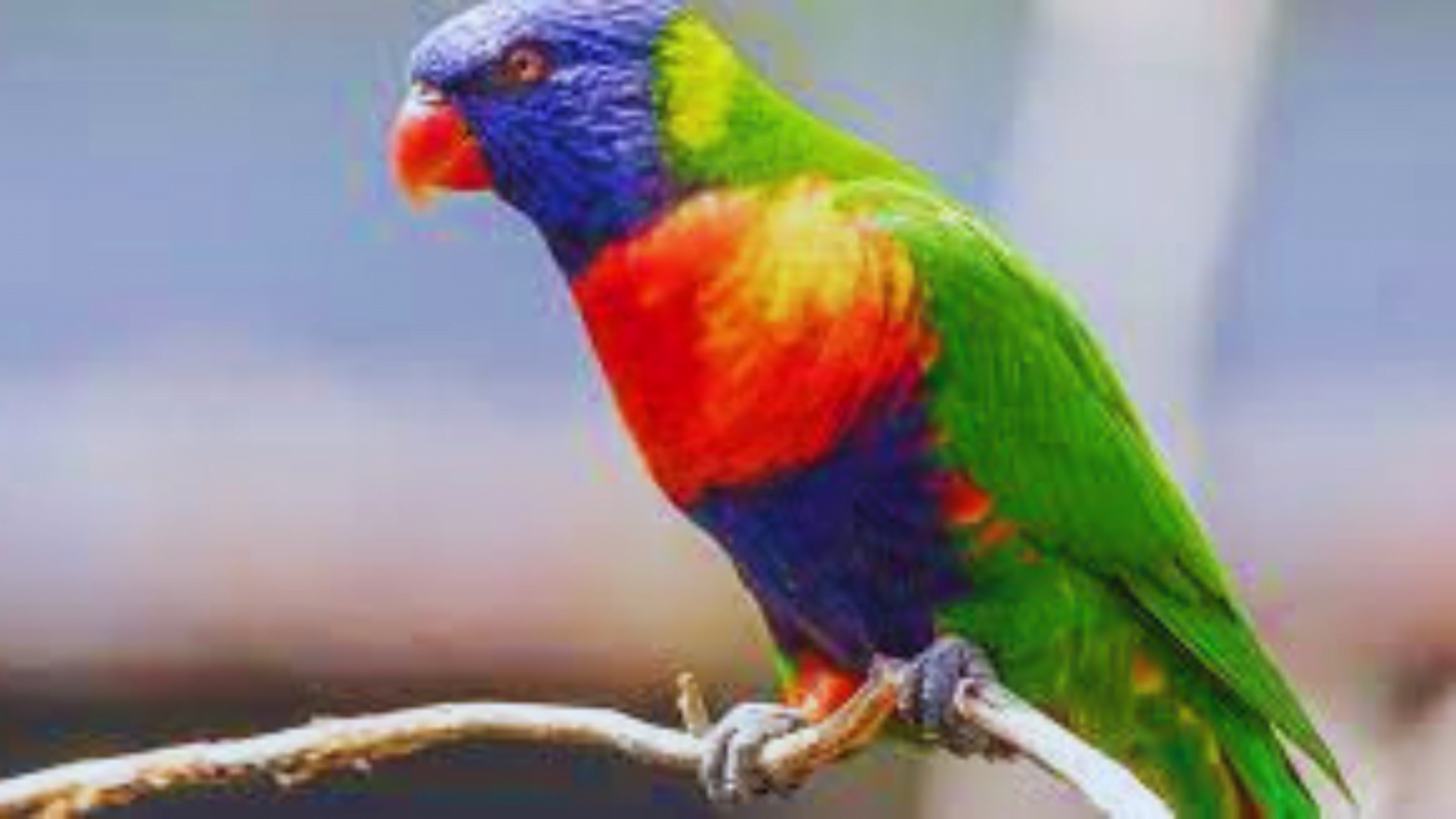 10 Beautiful Bird Names You'll Want To Tweet About! - Chirper Birds