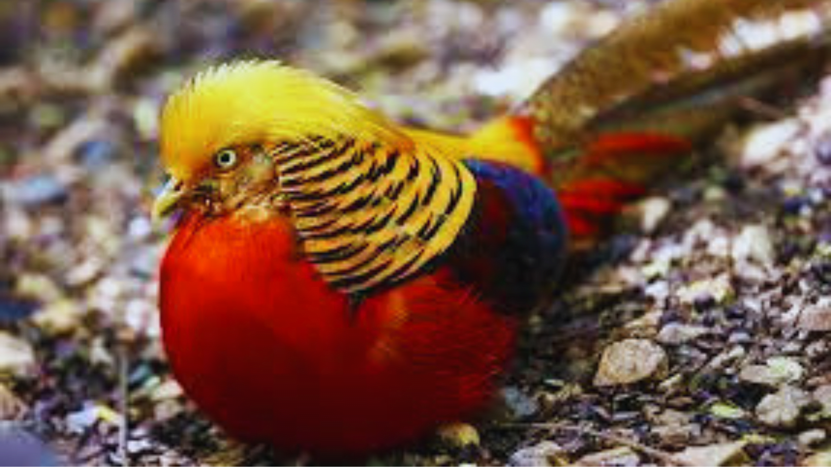 10 Beautiful Bird Names You'll Want To Tweet About! - Chirper Birds