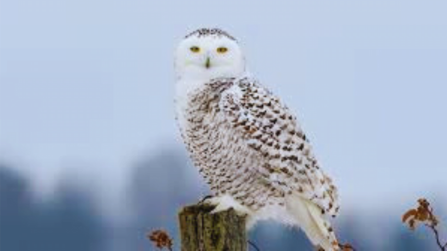 10 Beautiful Bird Names You'll Want To Tweet About! - Chirper Birds