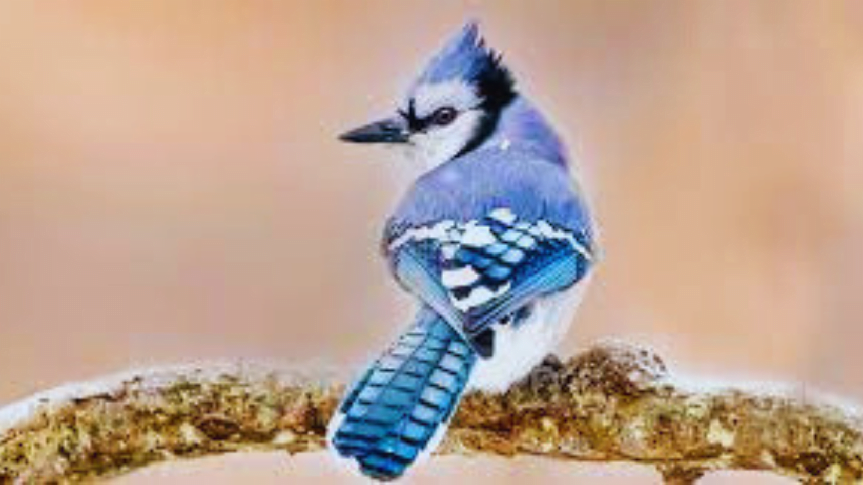 10 Beautiful Bird Names You'll Want To Tweet About! - Chirper Birds