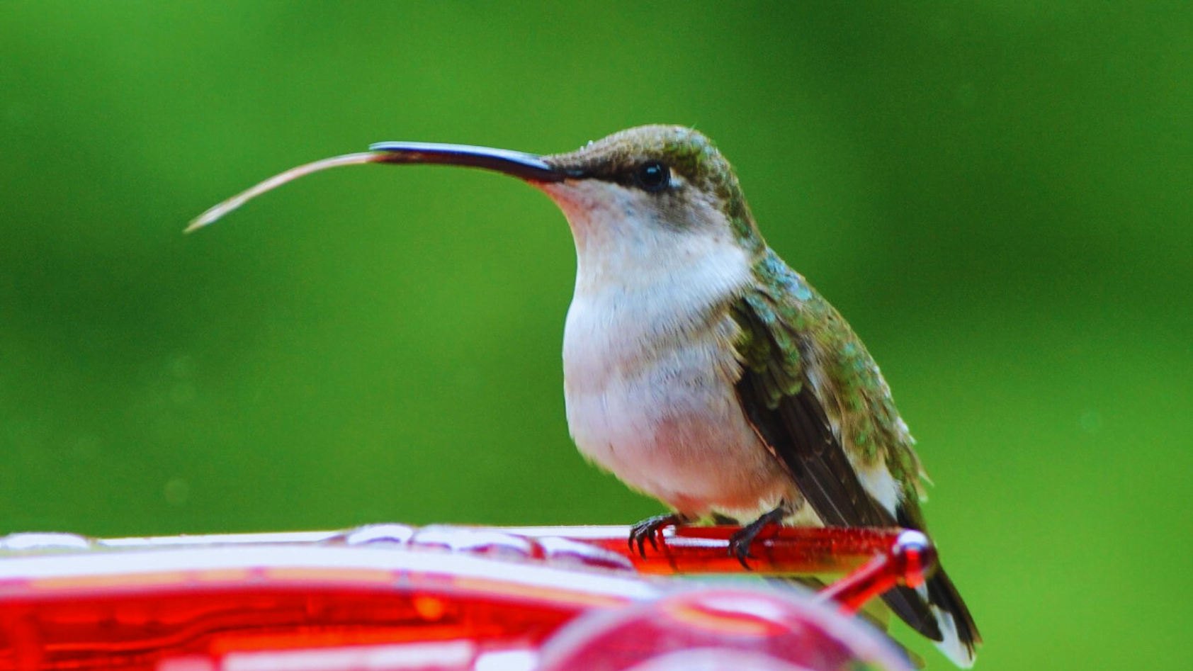 10 Beautiful Bird Names You'll Want To Tweet About! - Chirper Birds