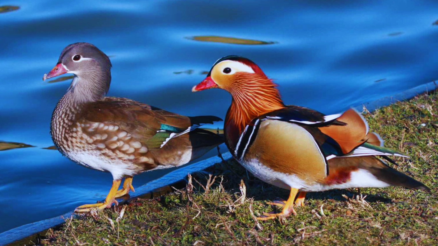 10 Beautiful Bird Names You'll Want To Tweet About! - Chirper Birds