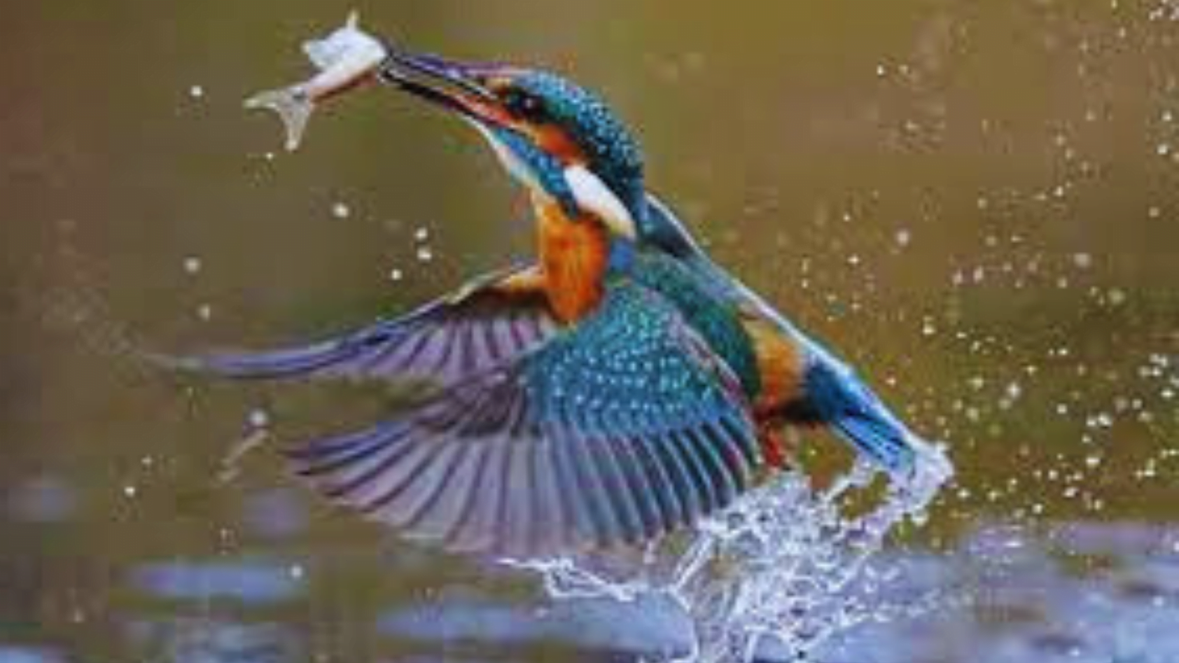 10 Beautiful Bird Names You'll Want To Tweet About! - Chirper Birds