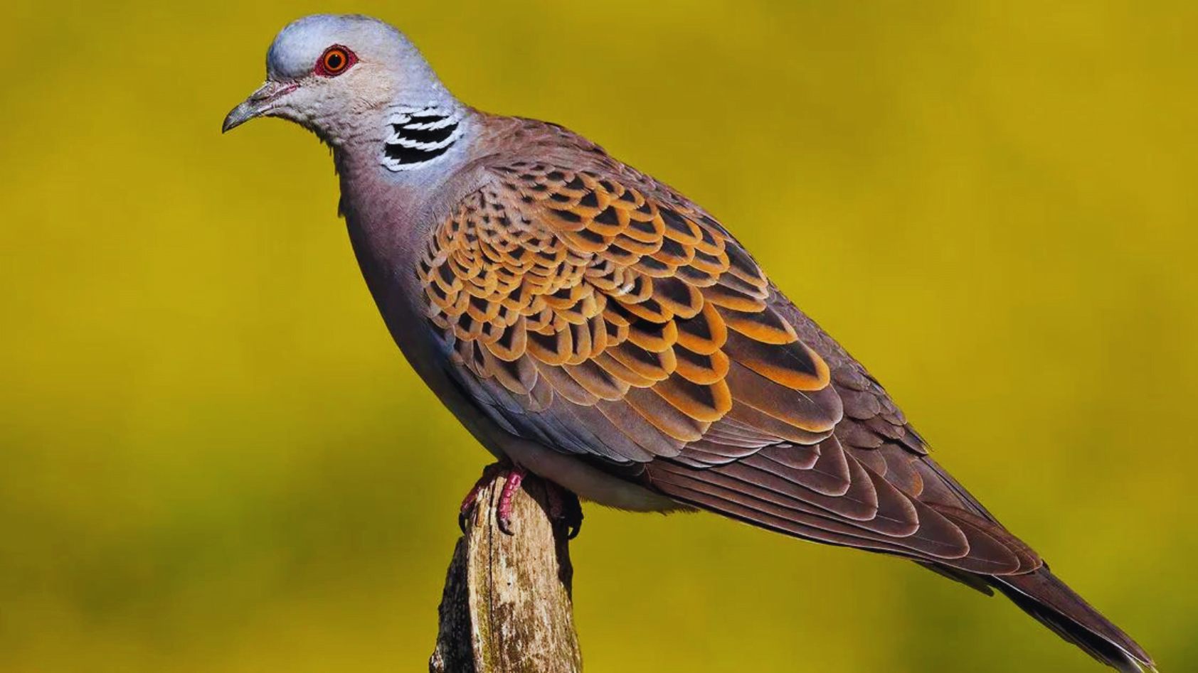 10 Fascinating Facts About Doves Birds You Never Knew! - Chirper Birds