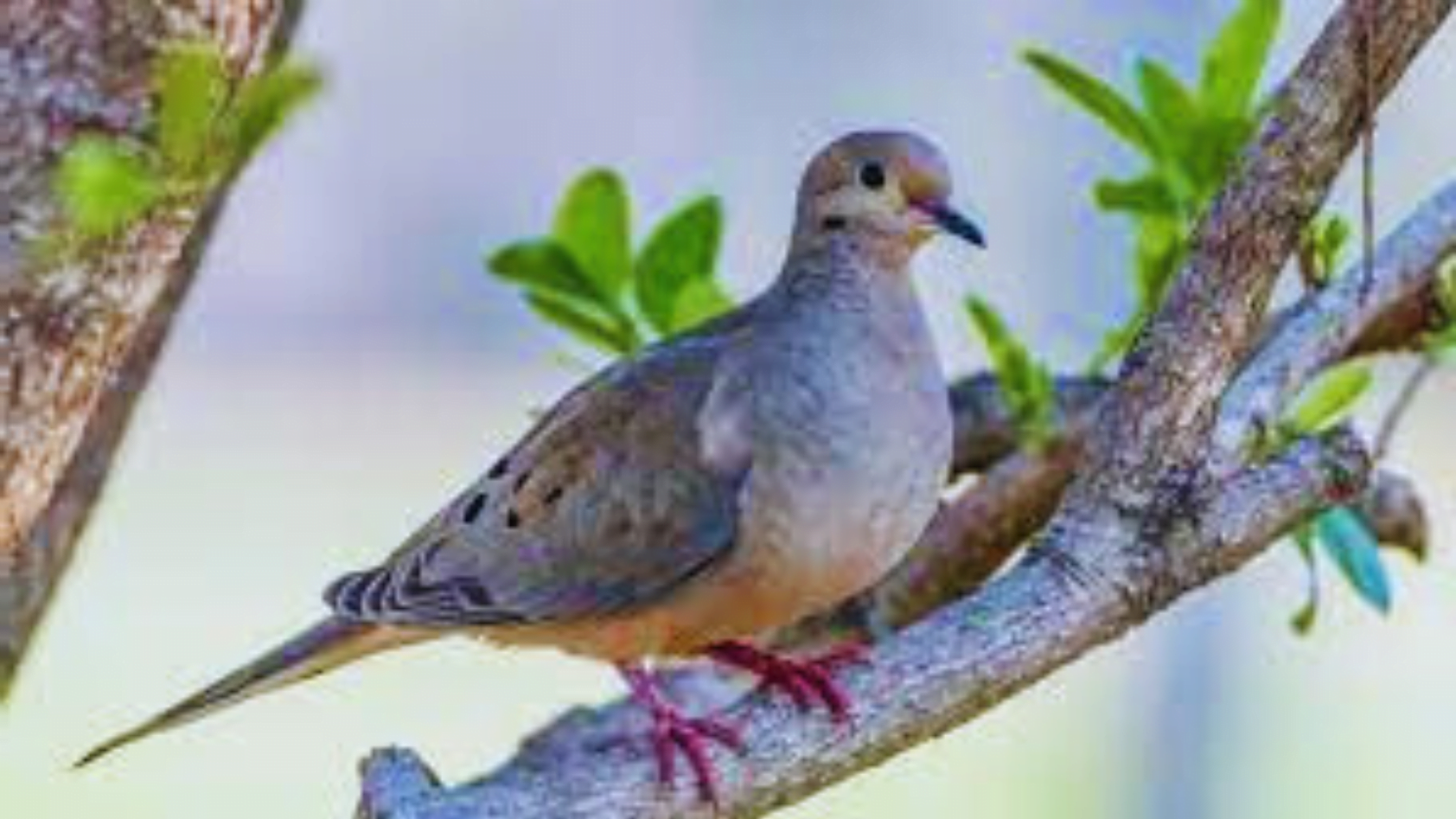 10 Fascinating Facts About Doves Birds You Never Knew! - Chirper Birds