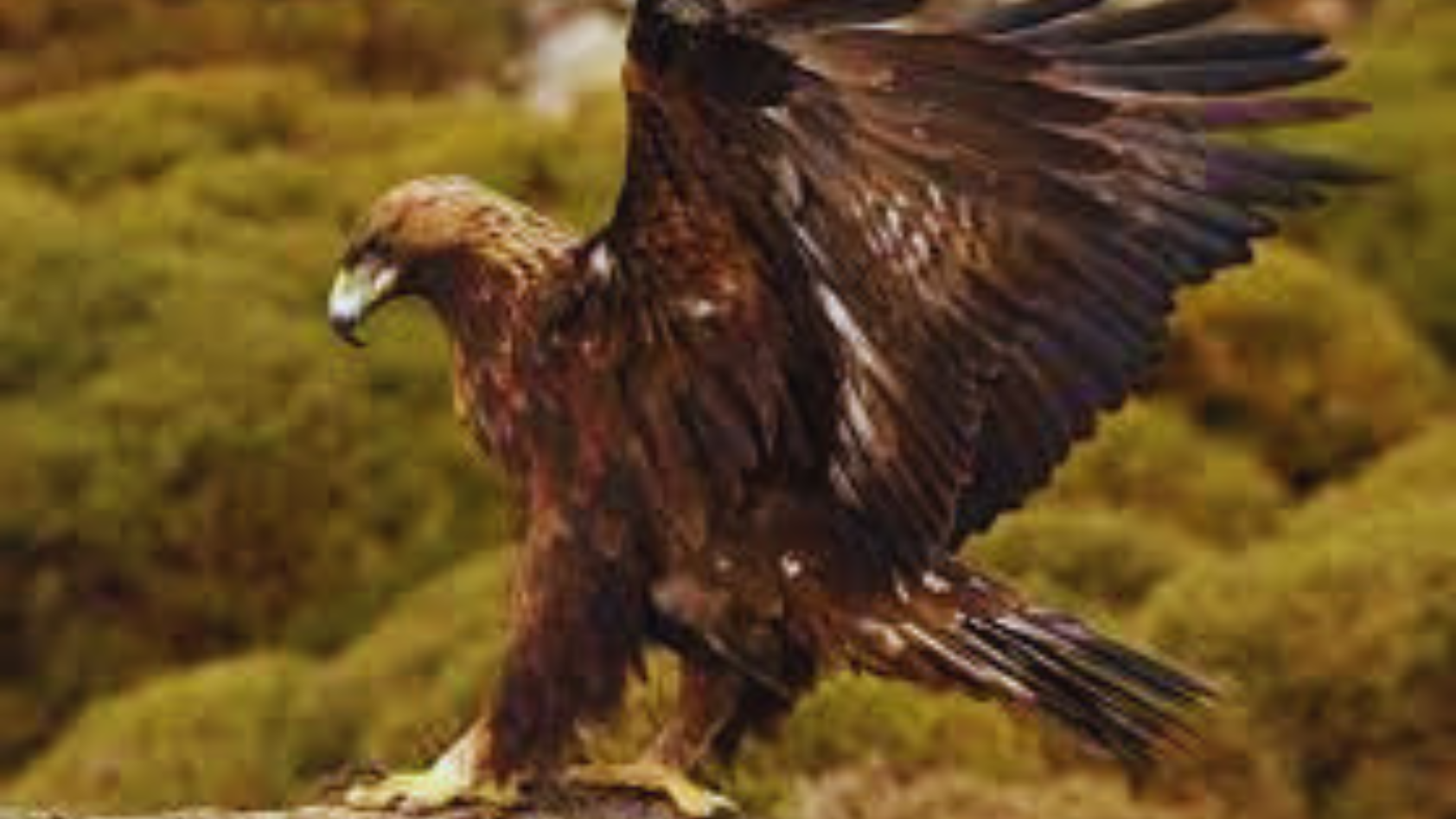 Discovering 4 Beauty of Bald Eagles in Florida - Chirper Birds