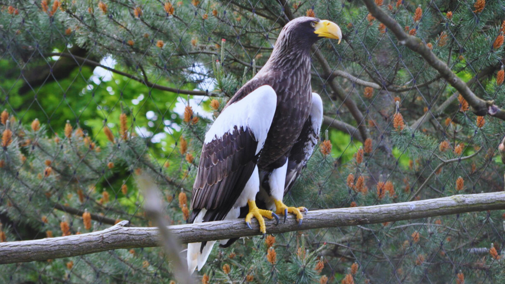Discovering 4 Beauty of Bald Eagles in Florida - Chirper Birds