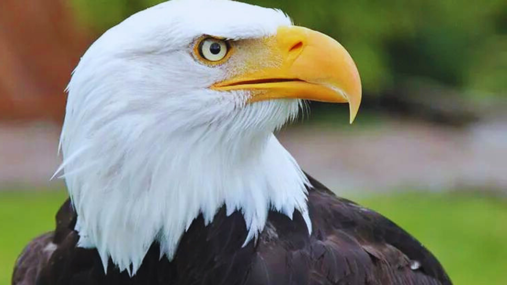 Discovering 4 Beauty of Bald Eagles in Florida - Chirper Birds