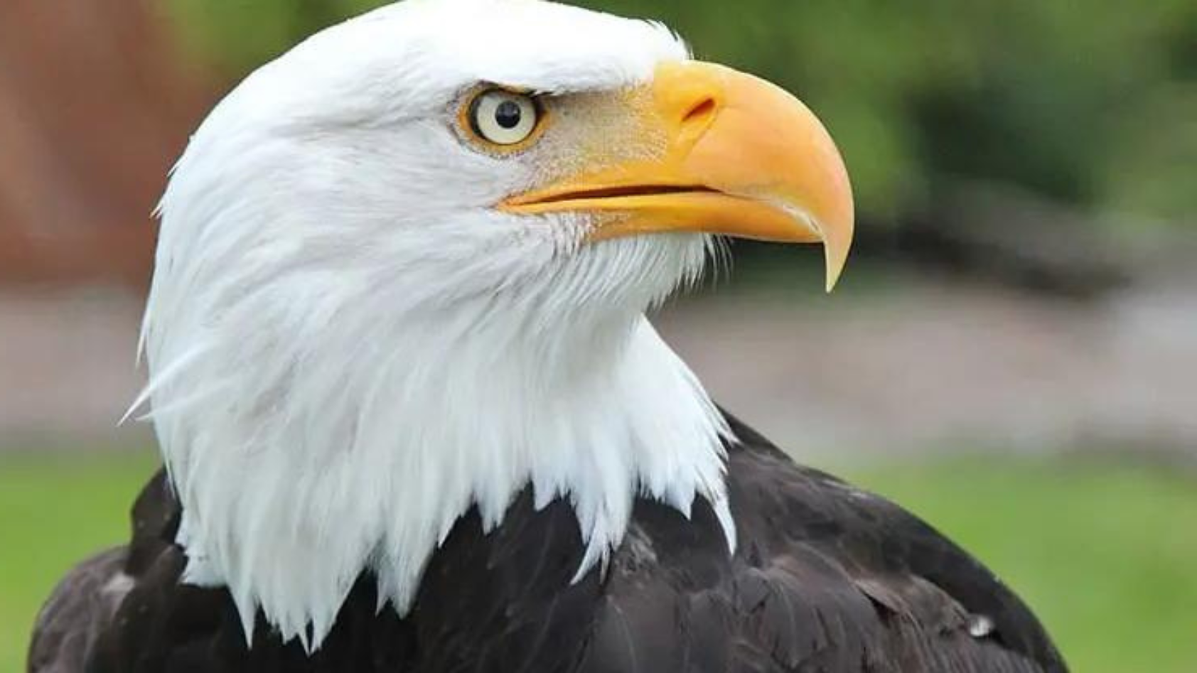 Soaring Majesty: 5 Unseen World of Bald Eagles in Texas Revealed ...