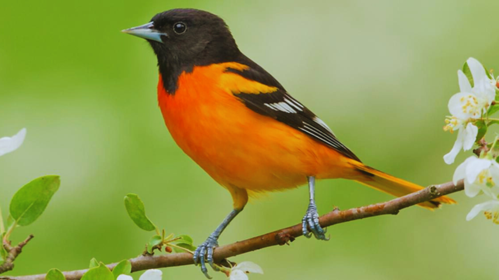 Baltimore Oriole Migration 2023: Witnessing The Spectacular Journey Of ...