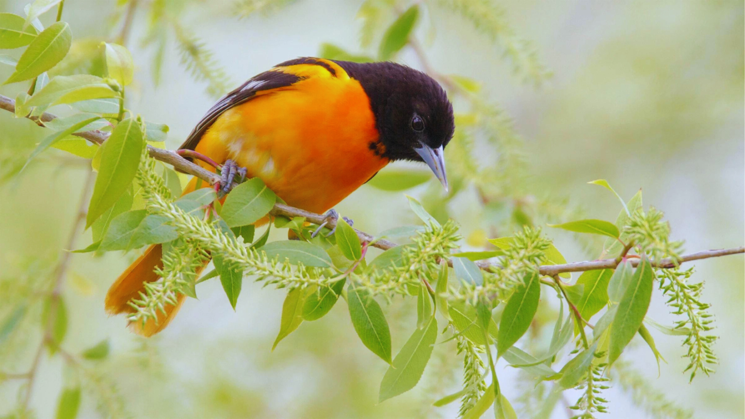 Baltimore Oriole Migration 2023: Witnessing The Spectacular Journey Of ...