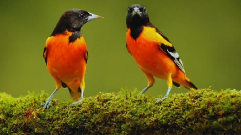 Baltimore Oriole Migration 2023: Witnessing The Spectacular Journey Of ...