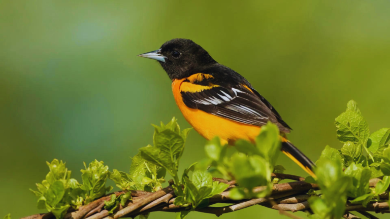 Baltimore Oriole Migration 2023: Witnessing The Spectacular Journey Of ...