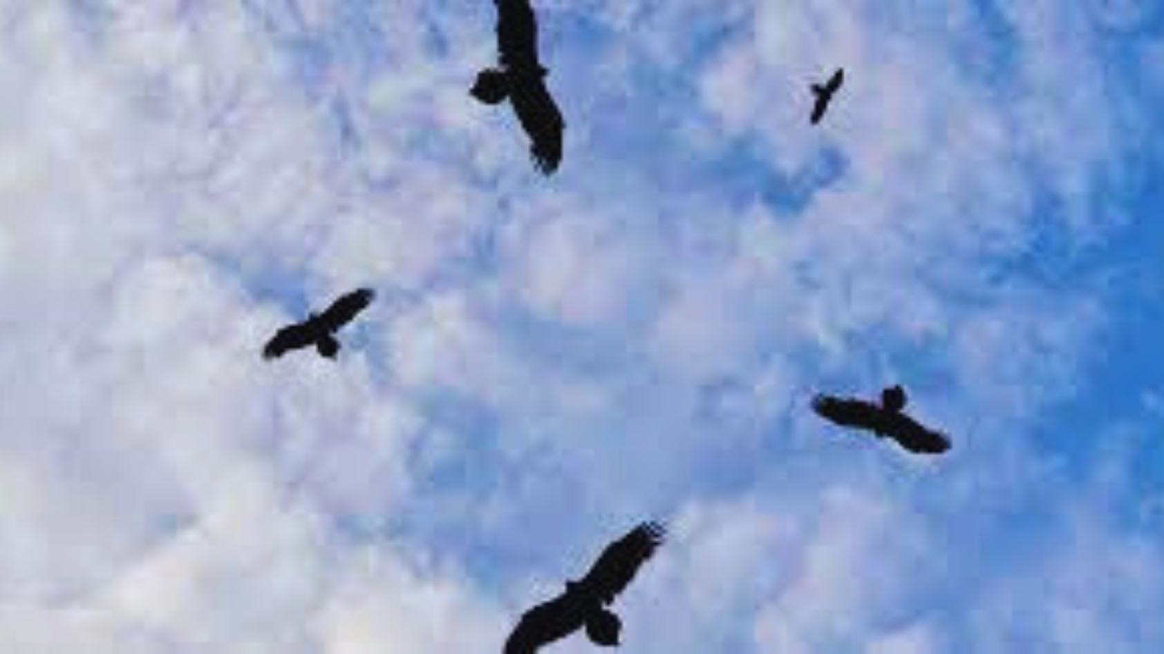 7 Astonishing Facts About Birds Flying in Circles - Chirper Birds