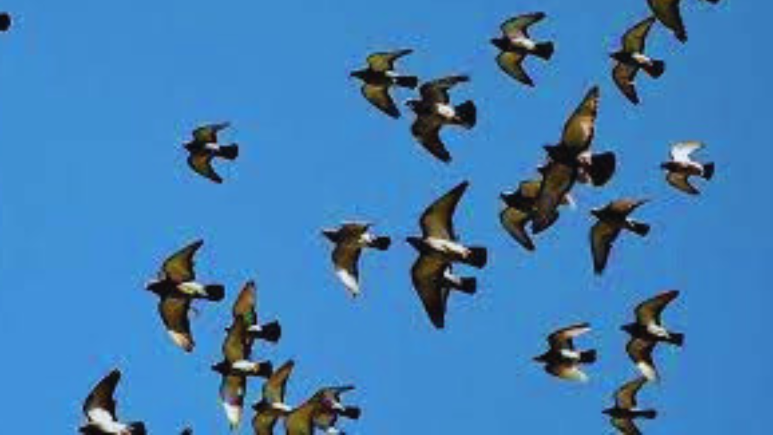 7 Astonishing Facts About Birds Flying in Circles - Chirper Birds