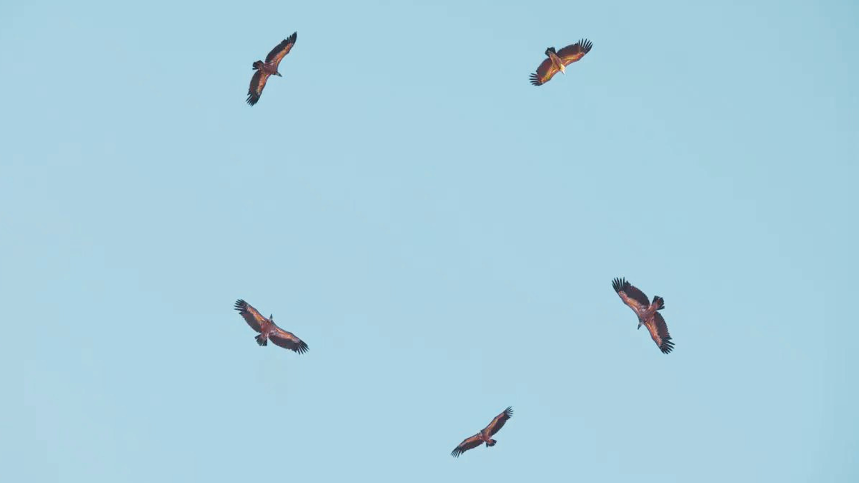 7 Astonishing Facts About Birds Flying in Circles - Chirper Birds
