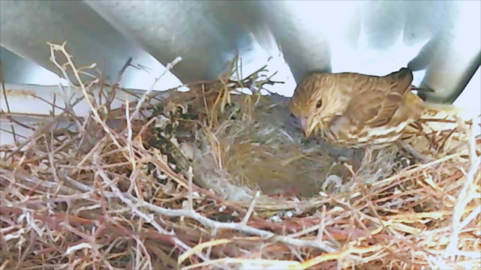 5 Amazing Secrets About House Finch Nests! - Chirper Birds