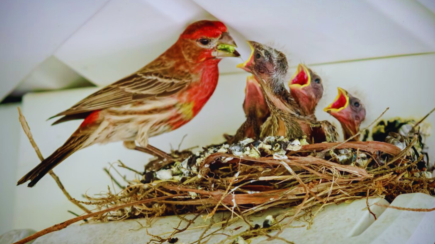 5 Amazing Secrets About House Finch Nests! - Chirper Birds