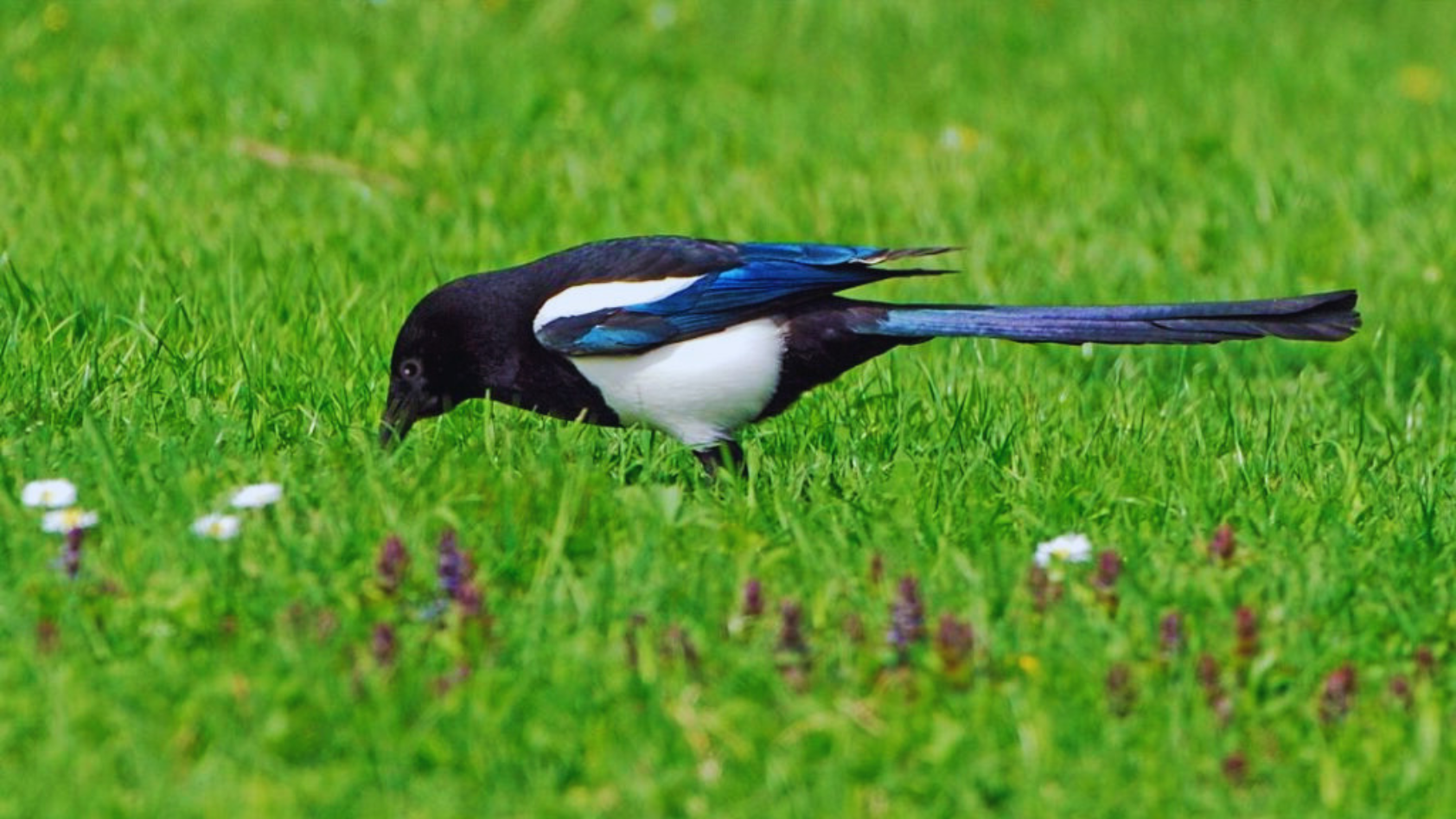 Black Bird With White Stripe On Wing: 7 Fascinating Facts - Chirper Birds