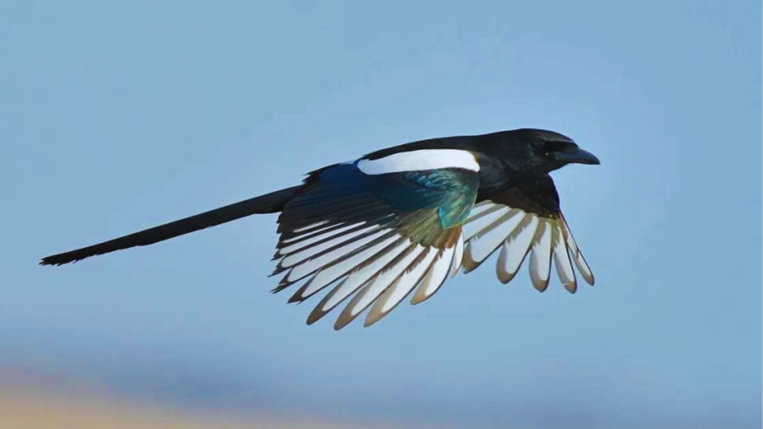 Black Bird With White Stripe On Wing: 7 Fascinating Facts - Chirper Birds