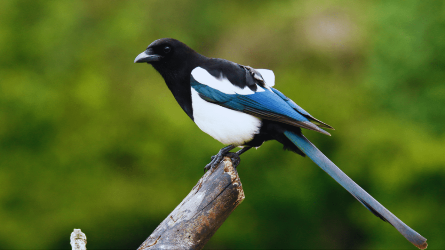 Black Bird With White Stripe On Wing: 7 Fascinating Facts - Chirper Birds