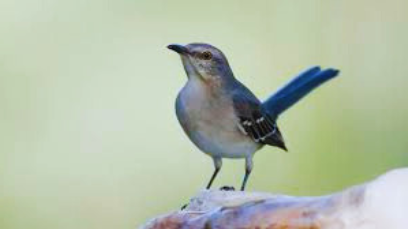 What Is The Spiritual Meaning of a Mockingbird? 5 Powerful Insights ...