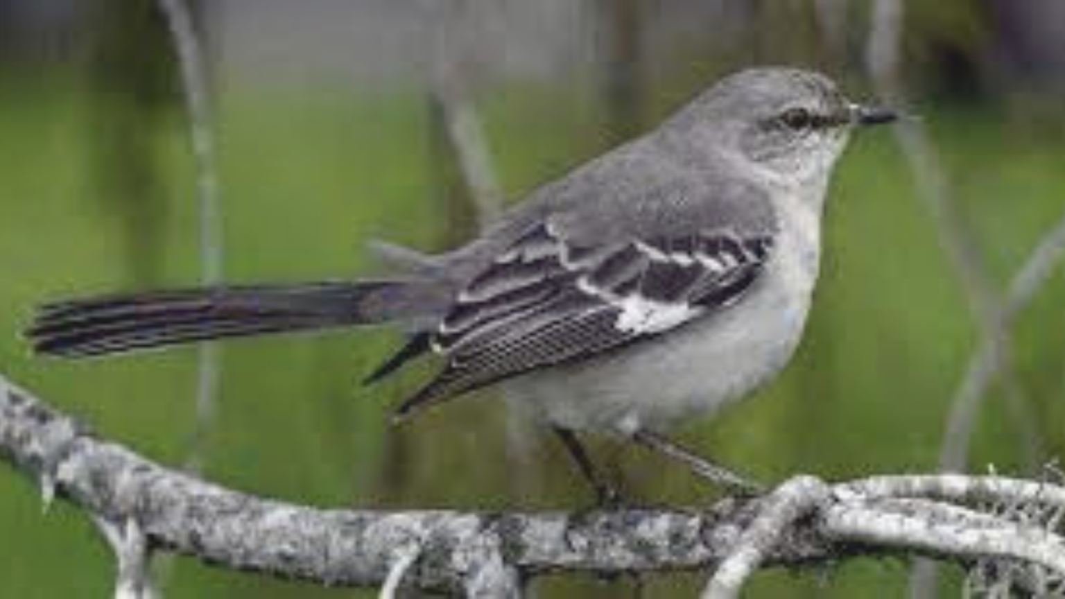 What Is The Spiritual Meaning of a Mockingbird? 5 Powerful Insights ...